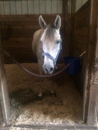 Secret Pride Stables LLC