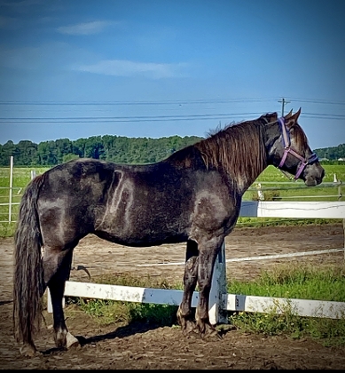 Secret Pride Stables LLC